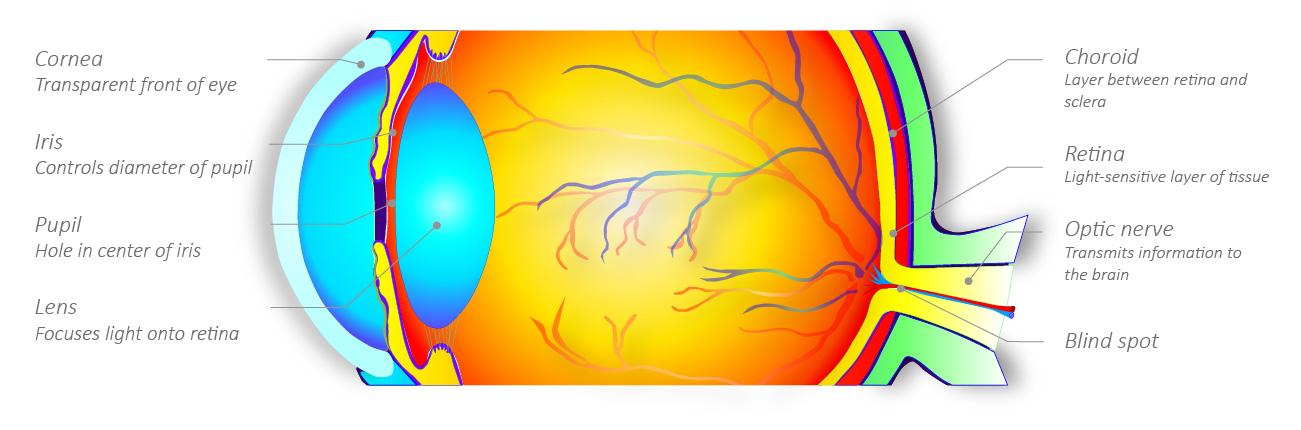 The Visual Pathway | lightcolourvision.org