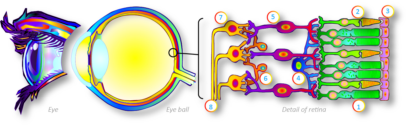 Sense-making and sense-maker | lightcolourvision.org